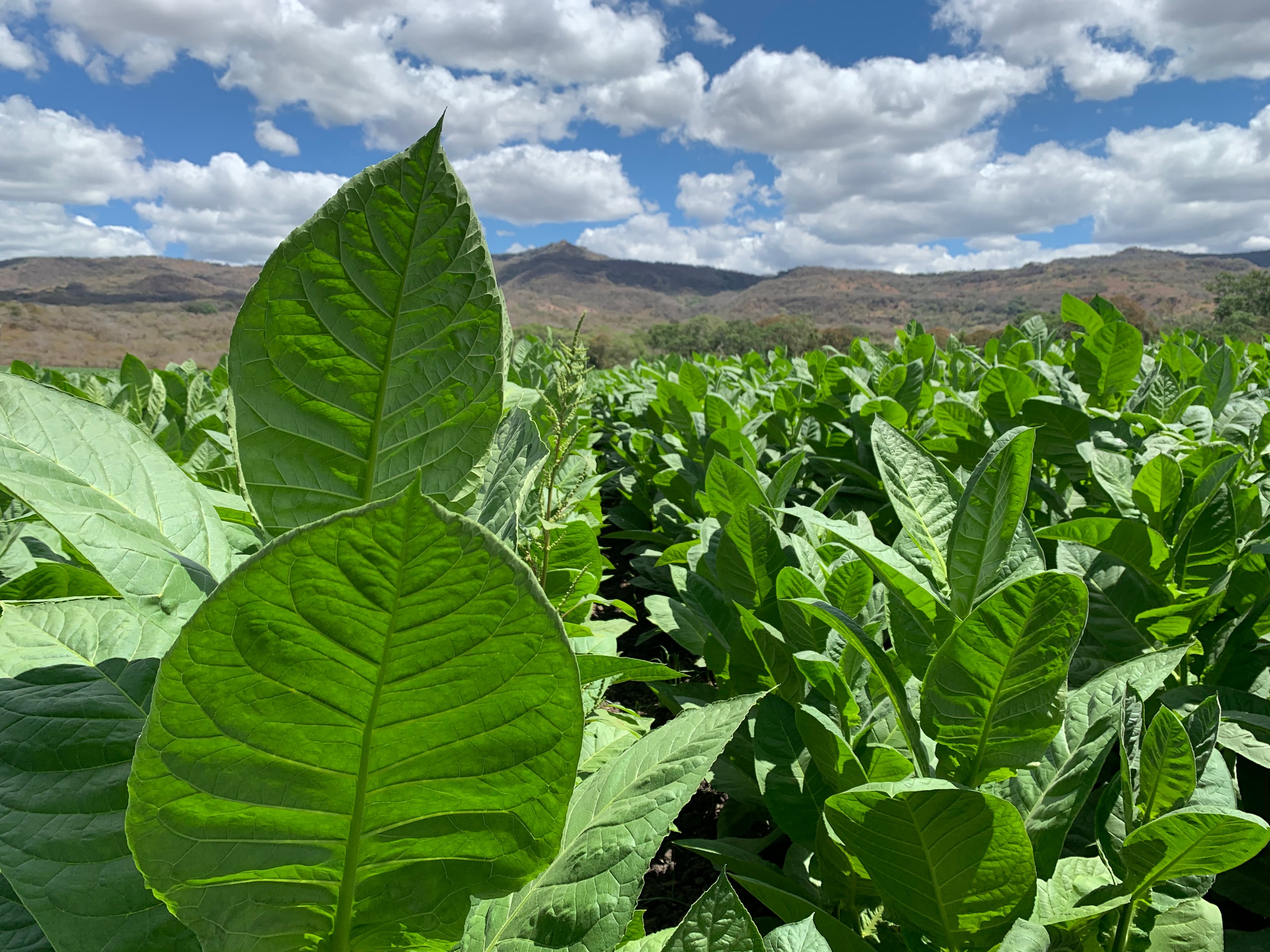 Jak se sklízí tabák - Cigarhouse #1